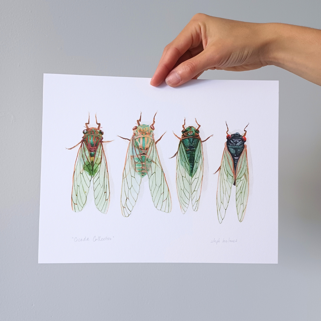 Cicada Collection print – Steph Holmes Artist Studio