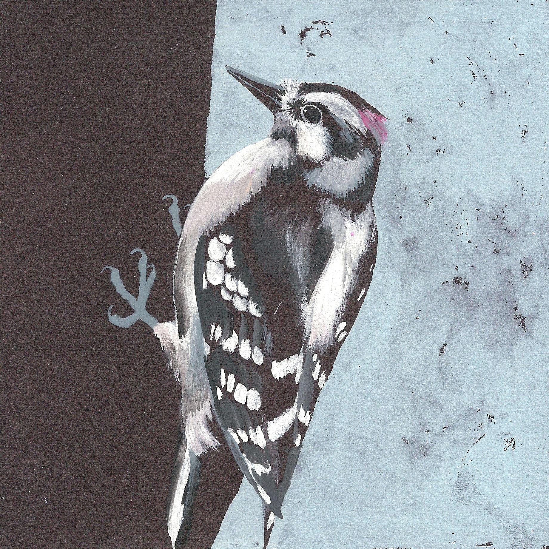 Downy Woodpecker print – Steph Holmes Artist Studio